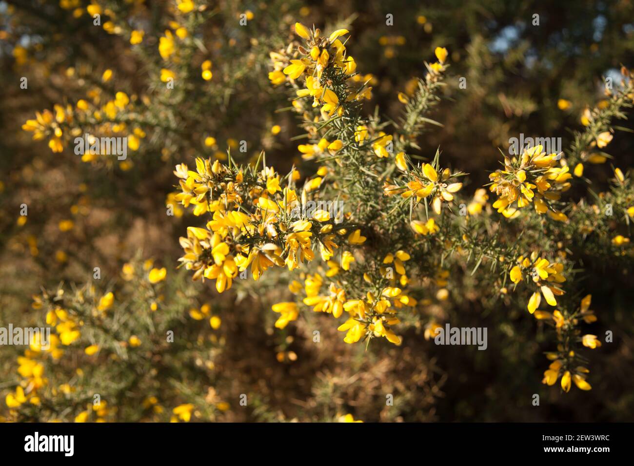 Flowering Gorse bush on Wisley & Ockham Common Forest, Chatley Heath ...