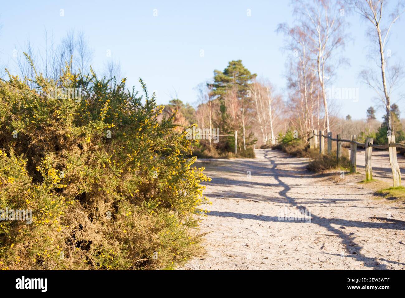 Wisley & Ockham Common Forest, Chatley Heath Surrey UK 2021 February ...