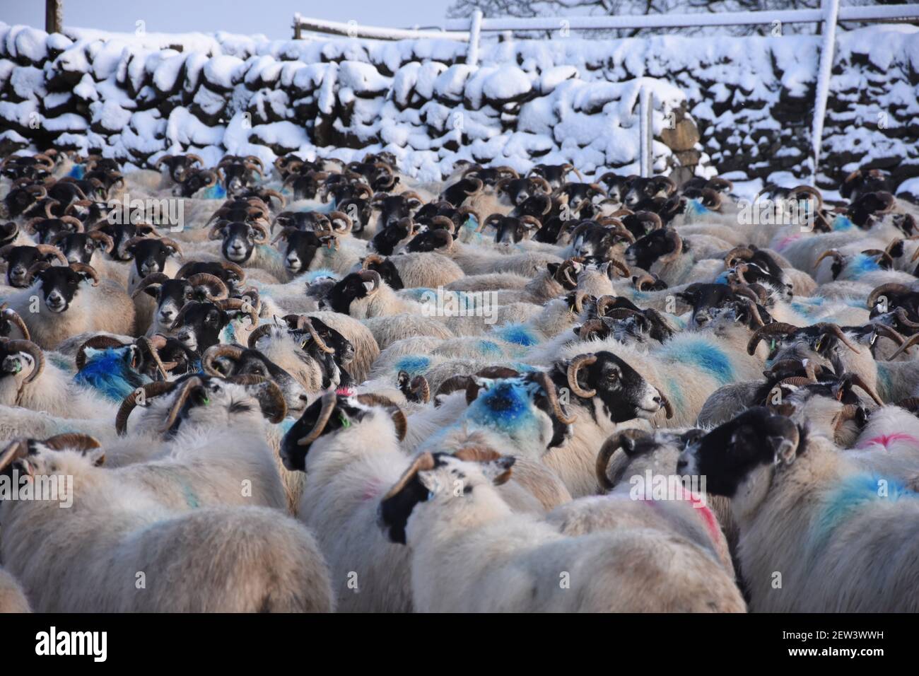 Scottish Blackface Sheep in snow, Castle Douglas, Dumfries & Galloway ...
