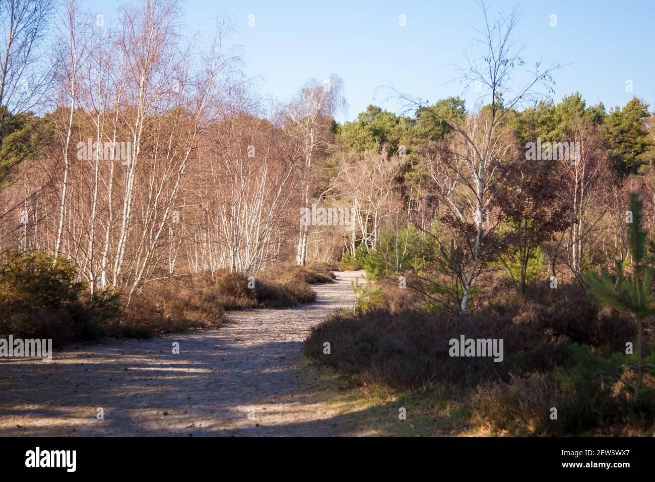 Ockham common hi-res stock photography and images - Alamy