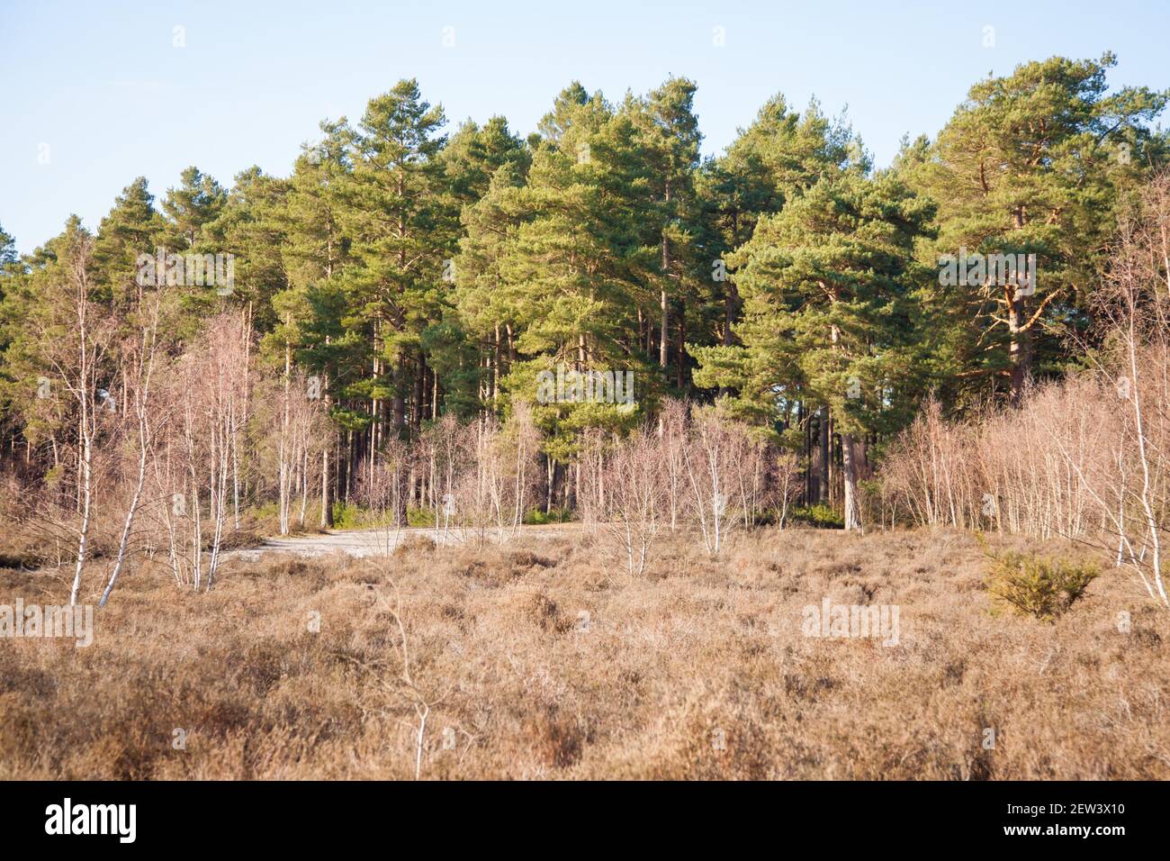 Ockham park hi-res stock photography and images - Alamy