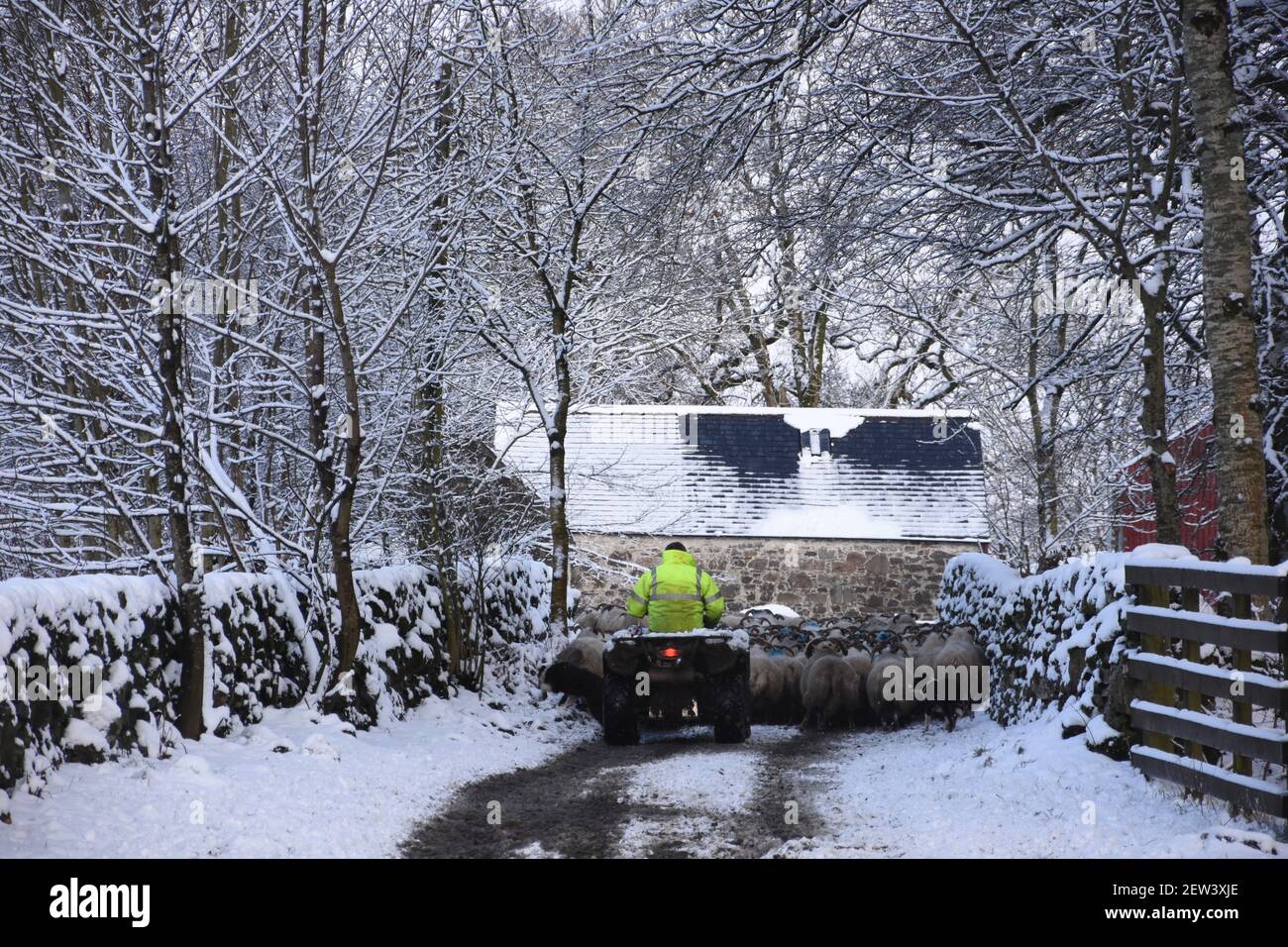 Scottish Blackface Sheep in snow, Castle Douglas, Dumfries & Galloway ...