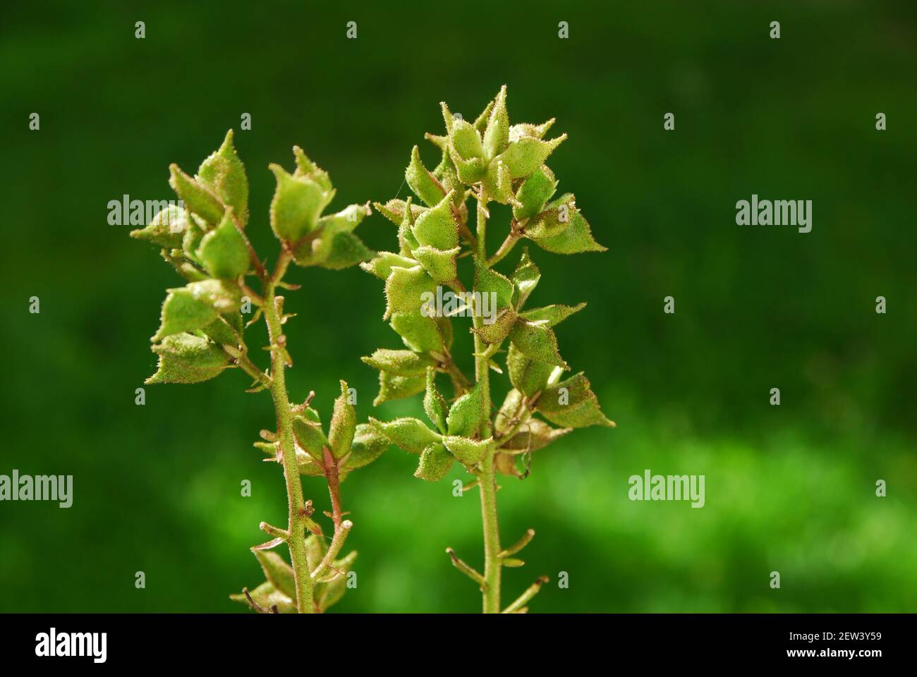 Burning bush Moses, dictamnus albus, seed capsule Stock Photo - Alamy