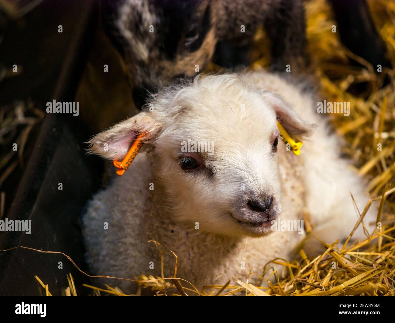 Sheep lamb lying down in hi-res stock photography and images - Alamy