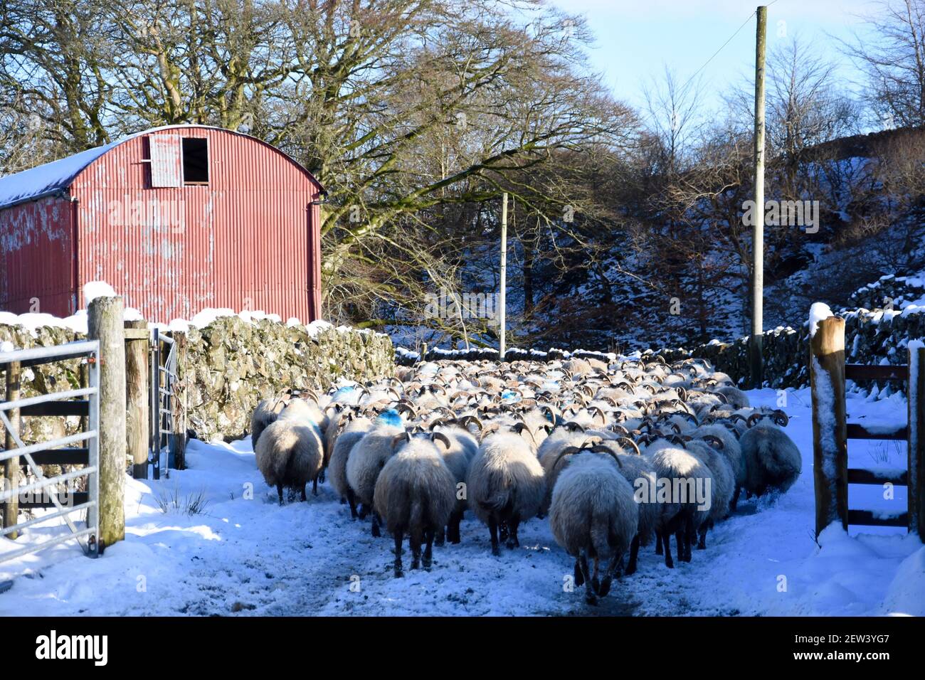 Scottish Blackface Sheep in snow, Castle Douglas, Dumfries & Galloway ...