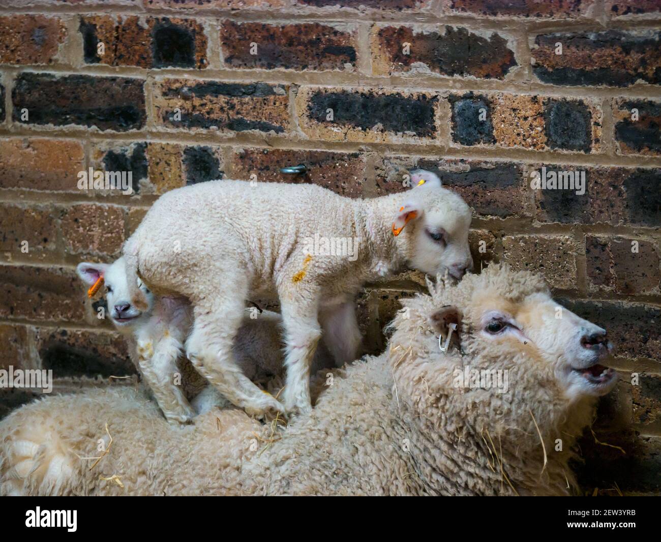 Cute newborn Shetland sheep lamb twins lying on mother ewe in barn ...