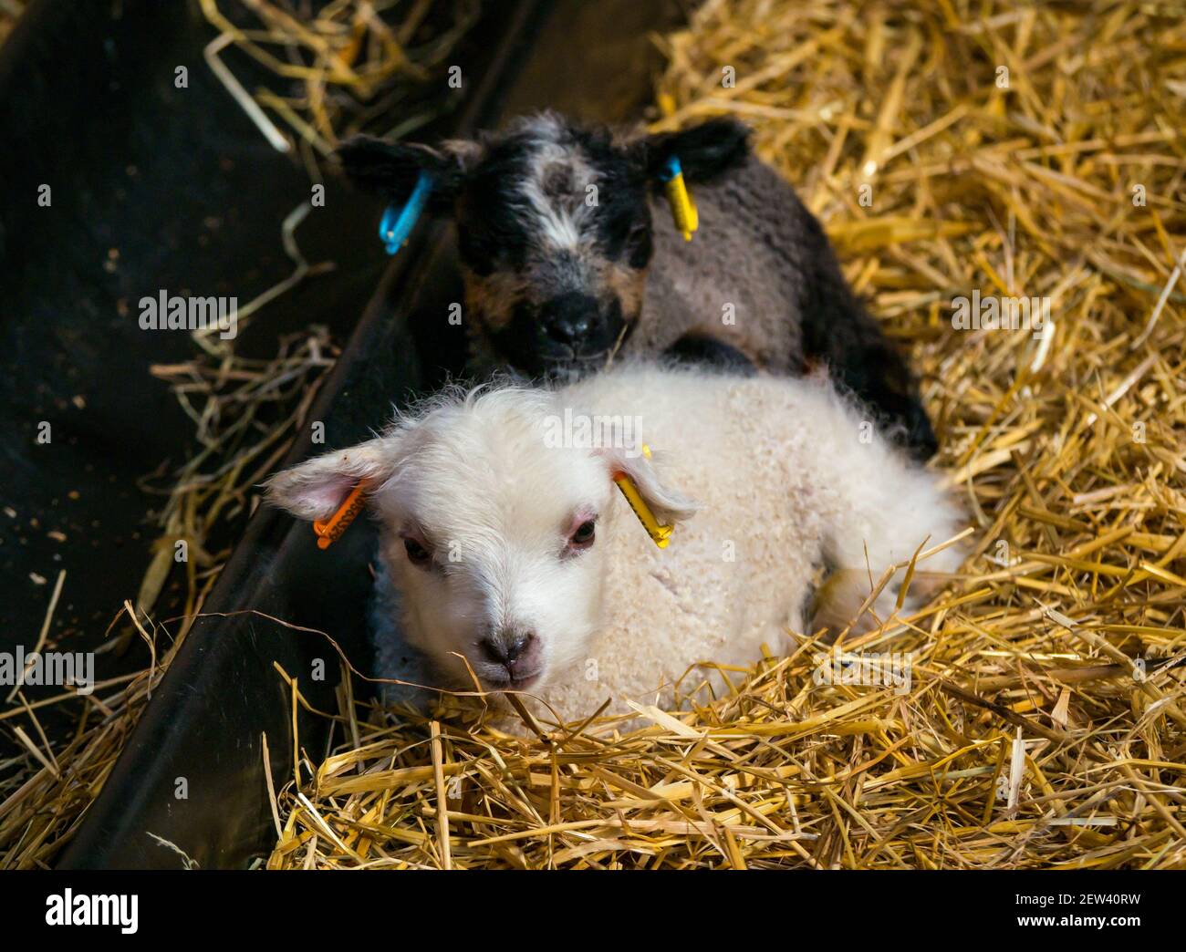 Cute newborn Shetland sheep lamb twins, one white and one a Katmoget ...