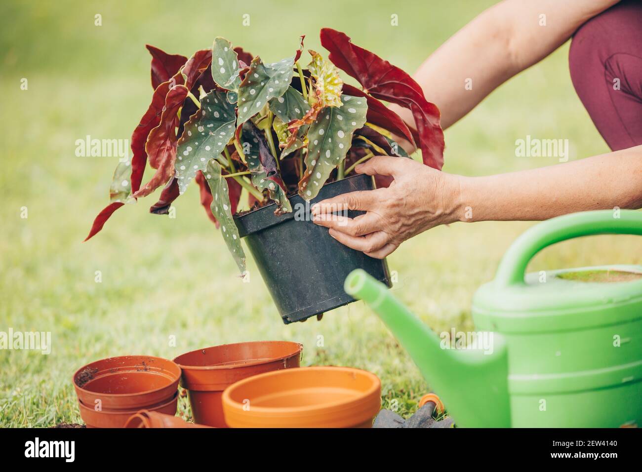 Senior woman gardening or planting the flowers in a pot at her huge ...