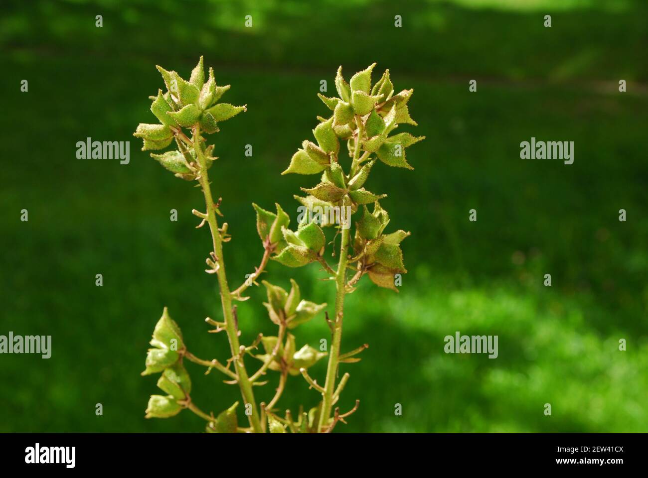 Burning bush Moses, dictamnus albus, seed capsule,false dittany Stock ...