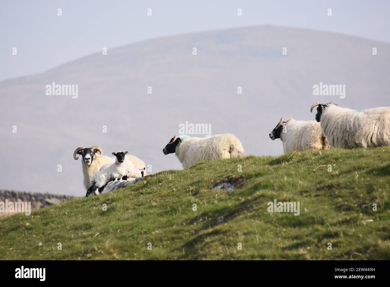 Scottish Blackface Sheep, Castle Douglas, Dumfries & Galloway Stock ...