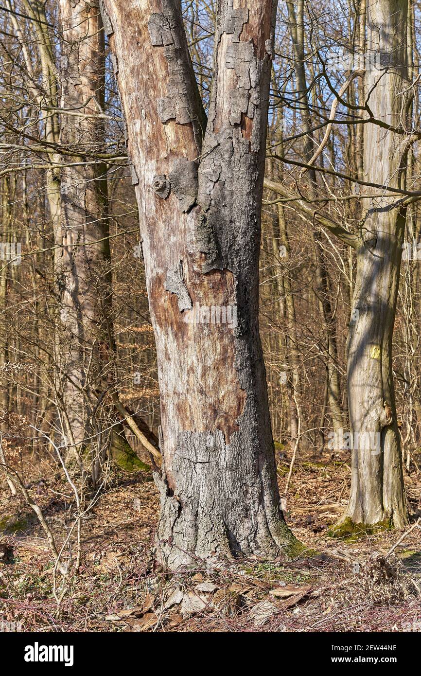 Decayed tree trunk hi-res stock photography and images - Alamy