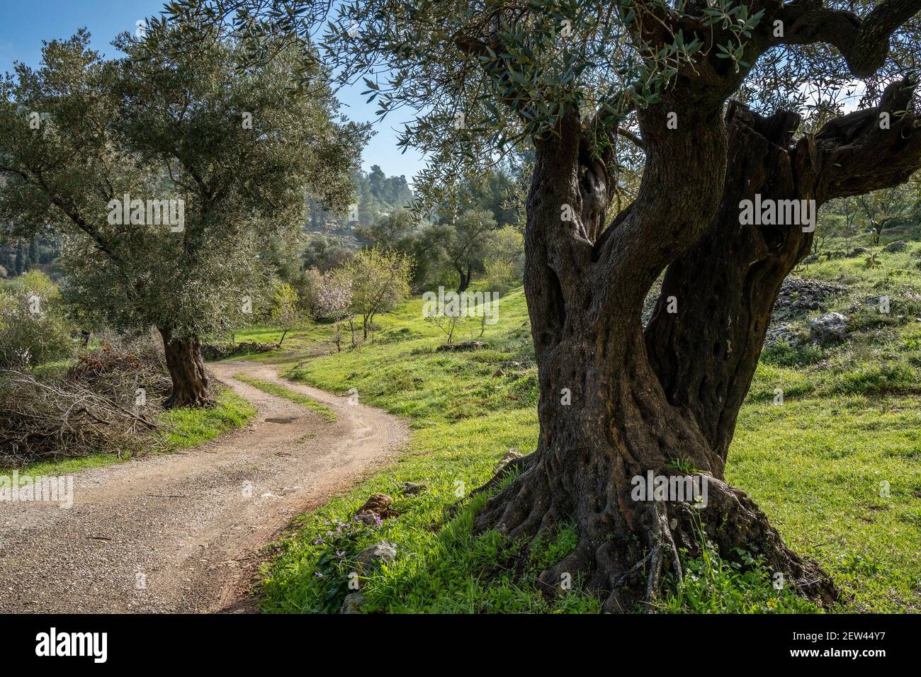 Olive tree ancient jerusalem hi-res stock photography and images - Alamy