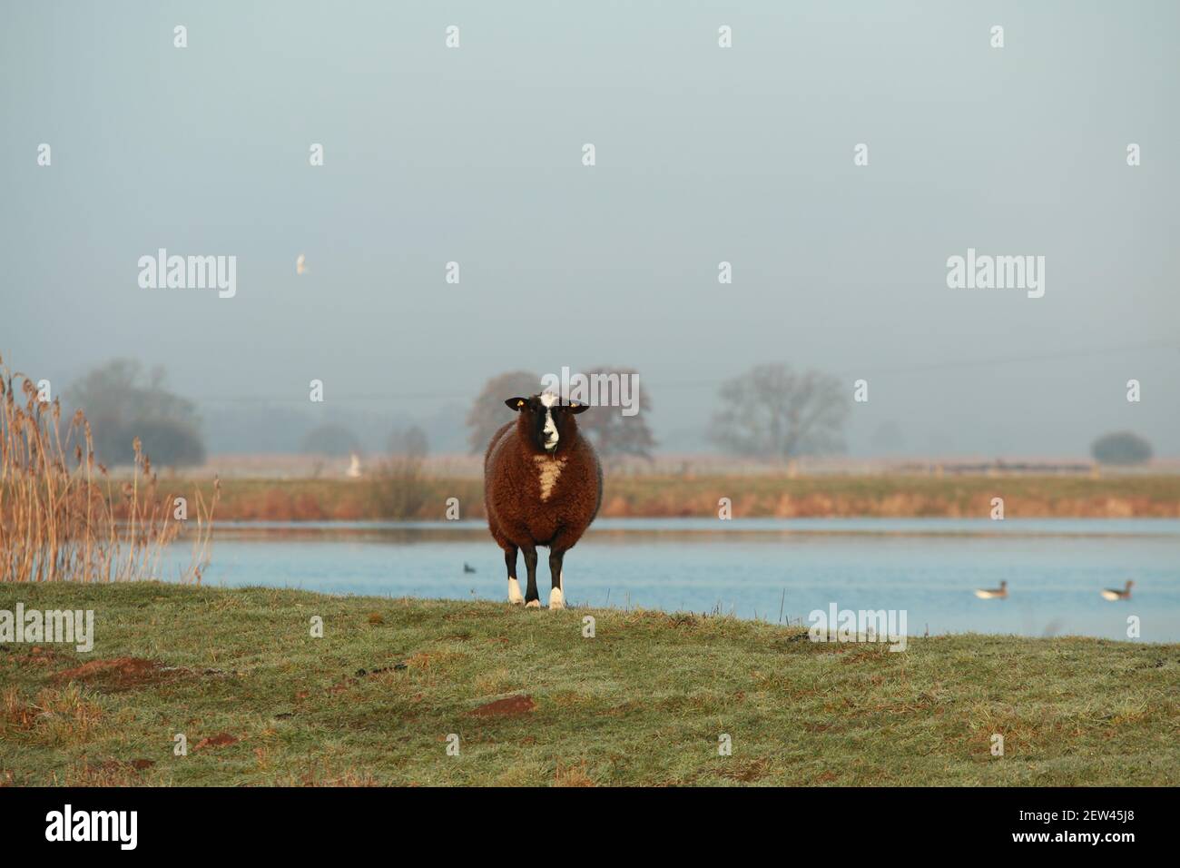Brown sheep standing on a dike in front of a lake Stock Photo - Alamy