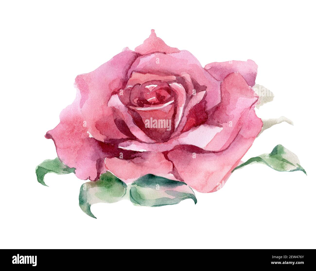 Set of pink and red roses. Watercolor Illustration. Isolated. High ...