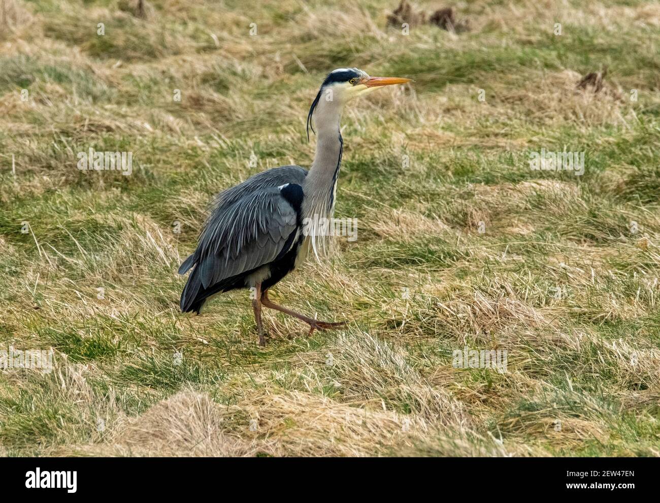 Grey Heron Scotland High Resolution Stock Photography and Images - Alamy