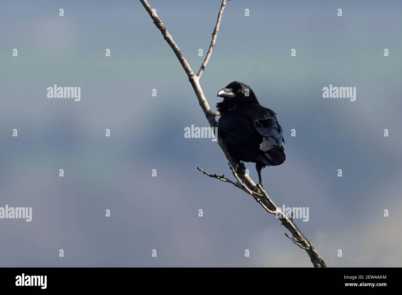 Common Raven-Corvus corax Stock Photo - Alamy