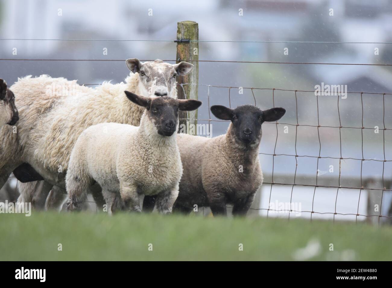 Cross sheep and lambs Stock Photo - Alamy