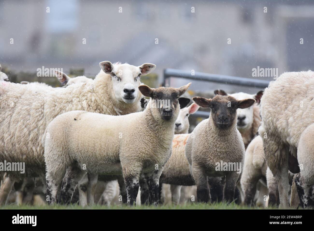 Cross sheep and lambs Stock Photo - Alamy