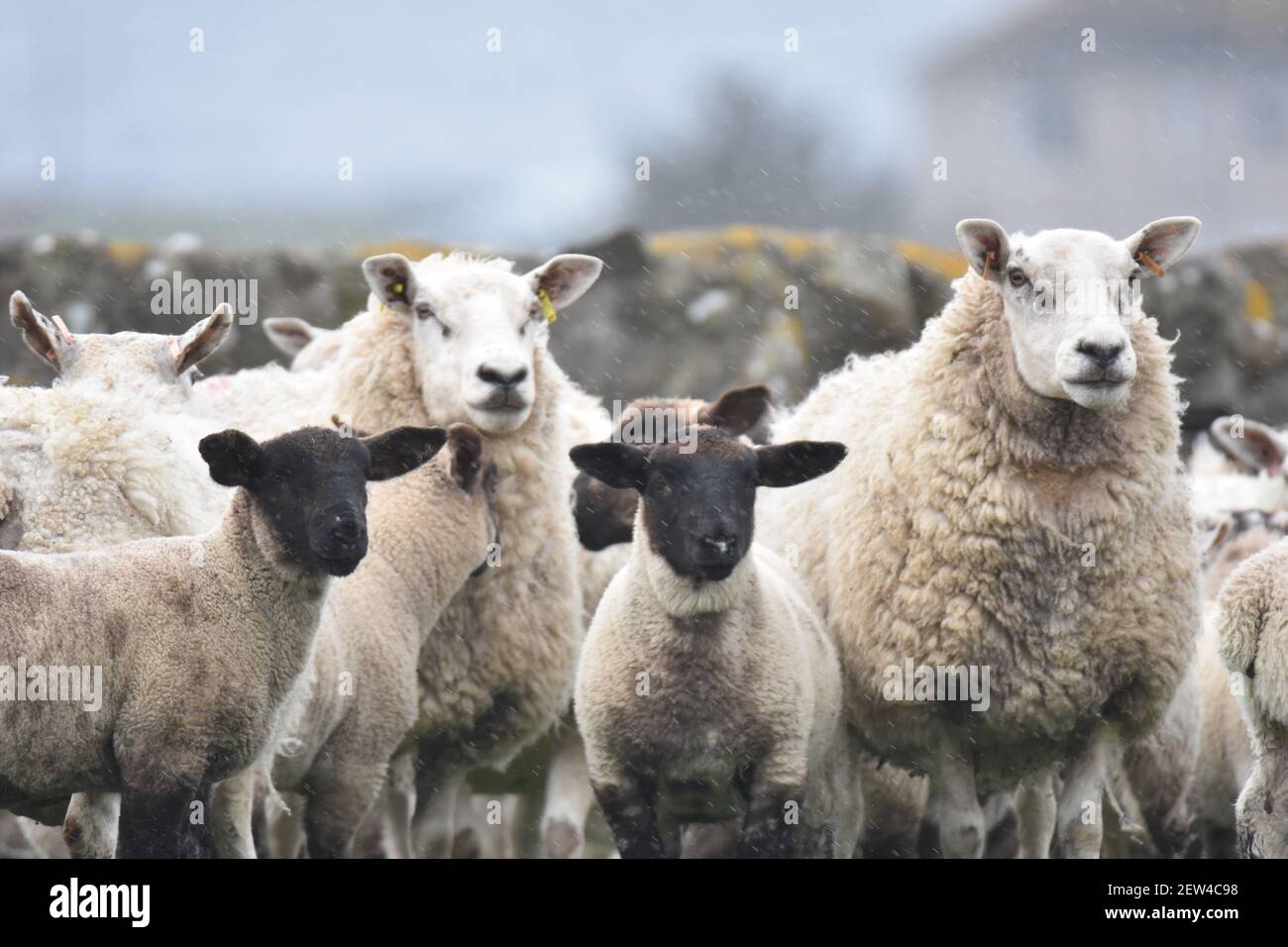 Beltex sheep lamb hi-res stock photography and images - Alamy