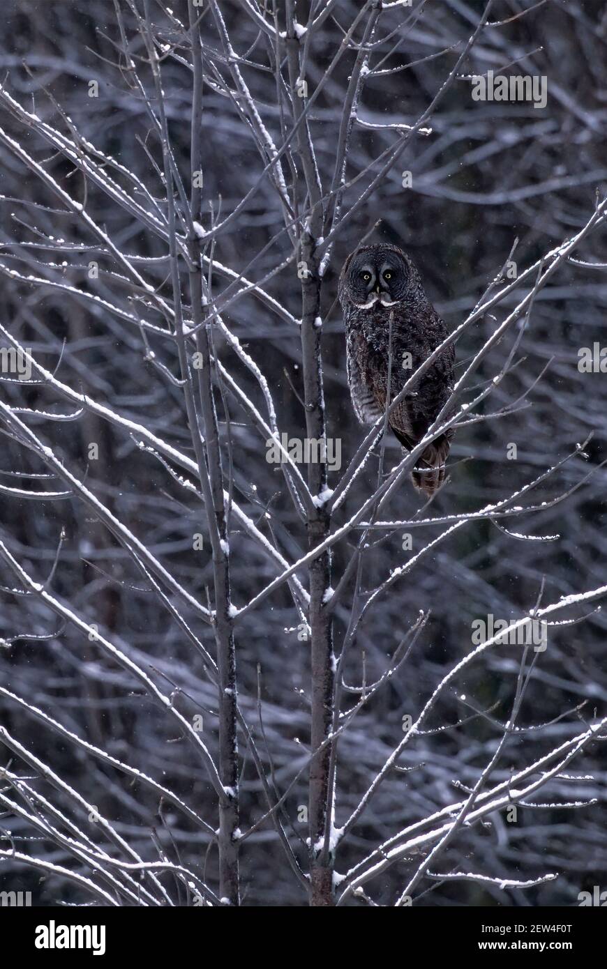 Camouflaged great gray owl in winter habitat Stock Photo - Alamy