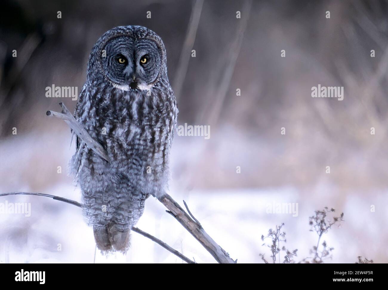 Ontario winter birds hi-res stock photography and images - Alamy
