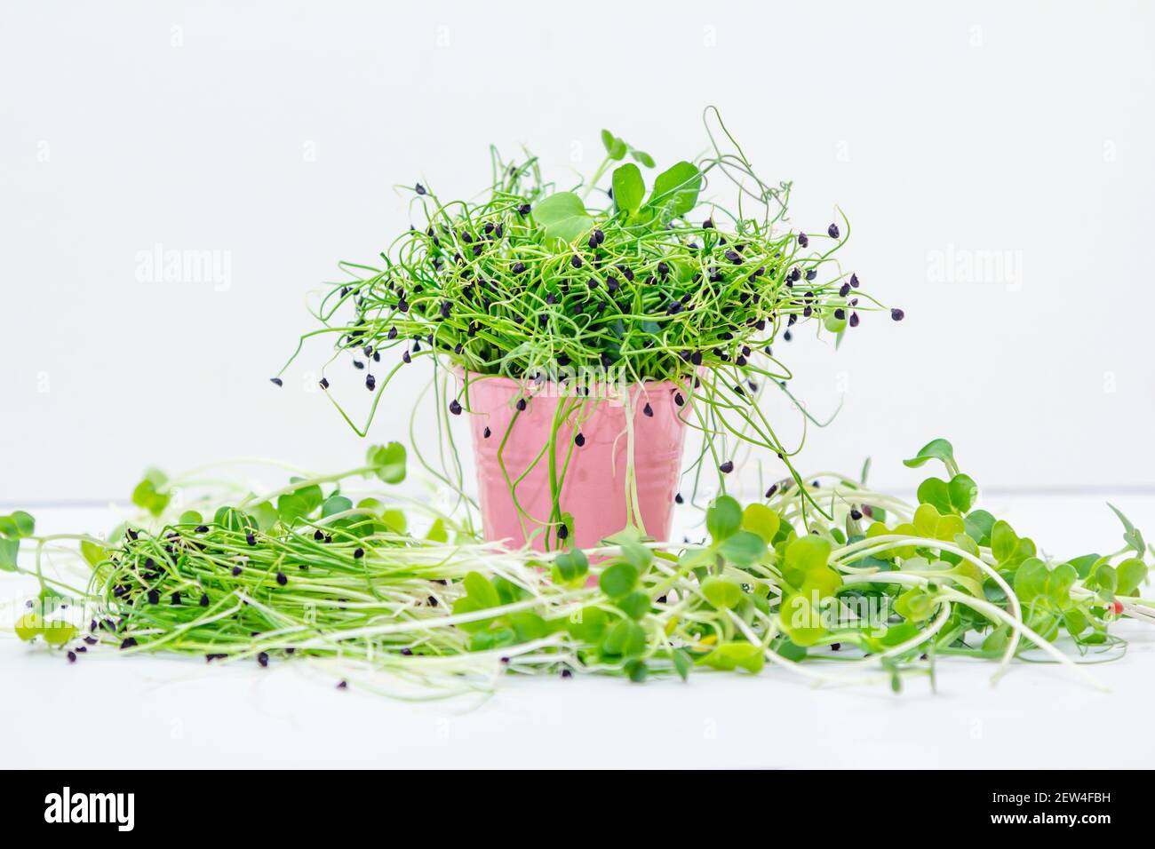 Fresh green onion microgreen sprouts on white background. Organic ...
