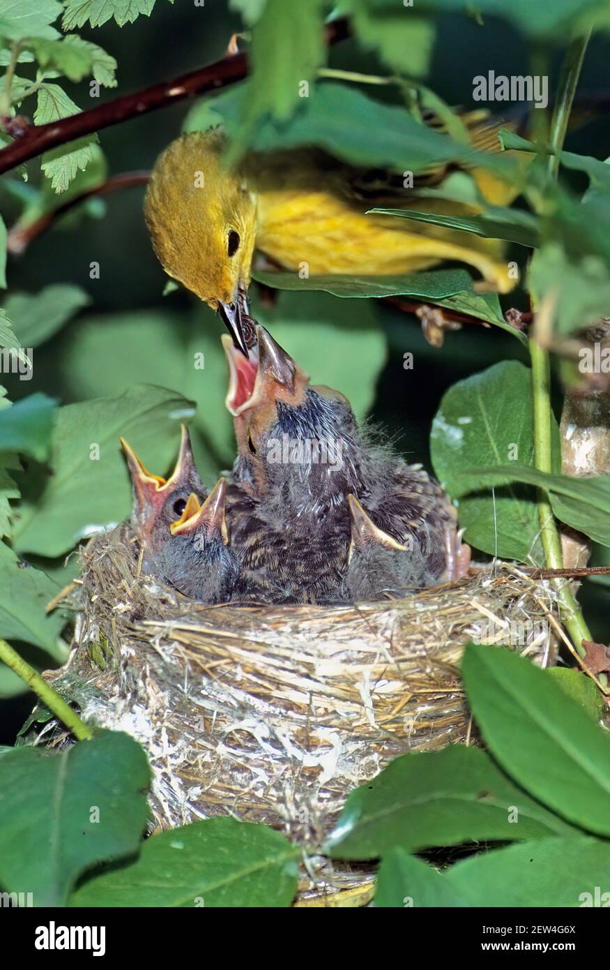 Cowbird nest hi-res stock photography and images - Alamy