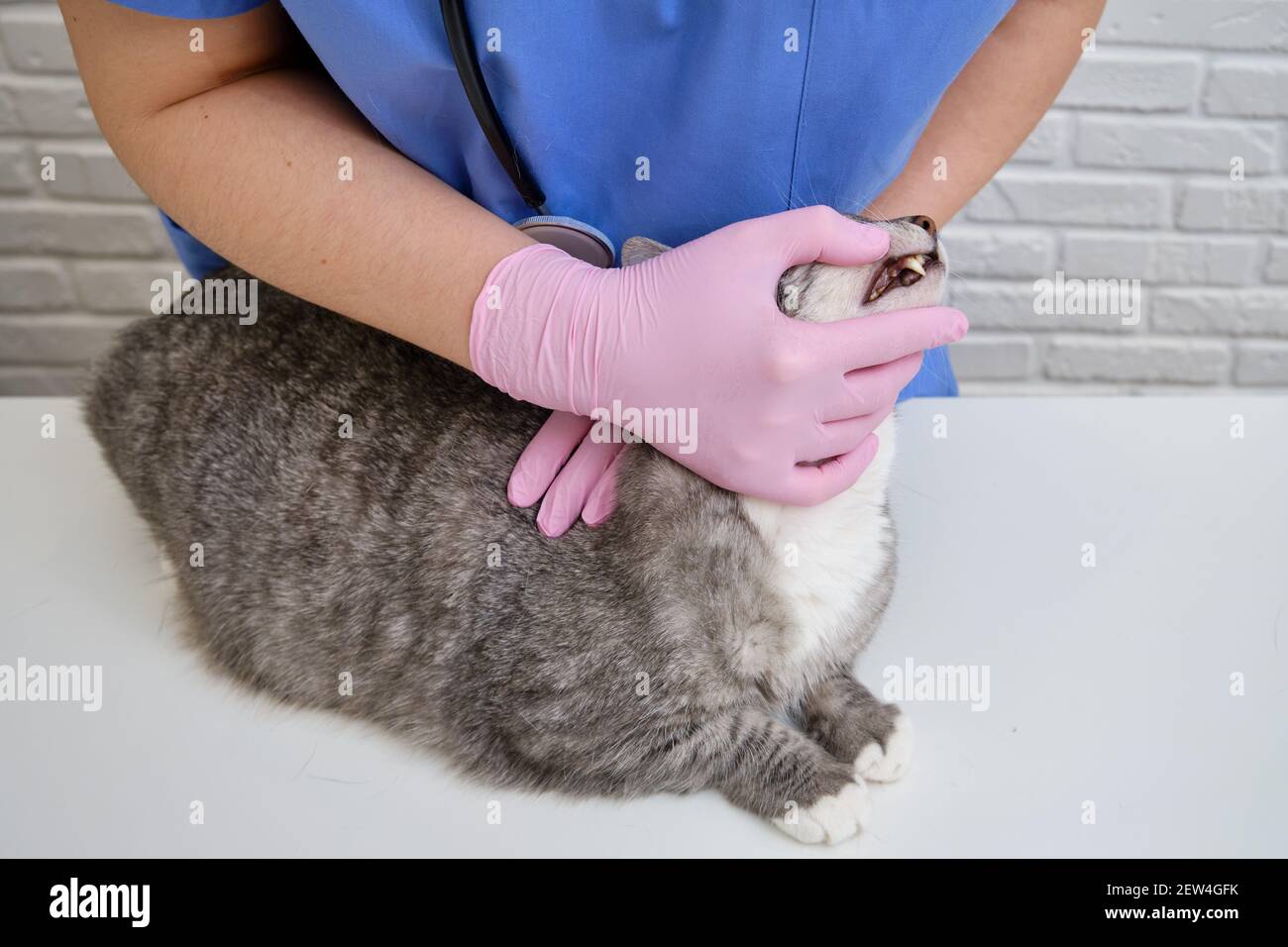 Examination of the mouth and teeth of a sick pet in a veterinary clinic ...