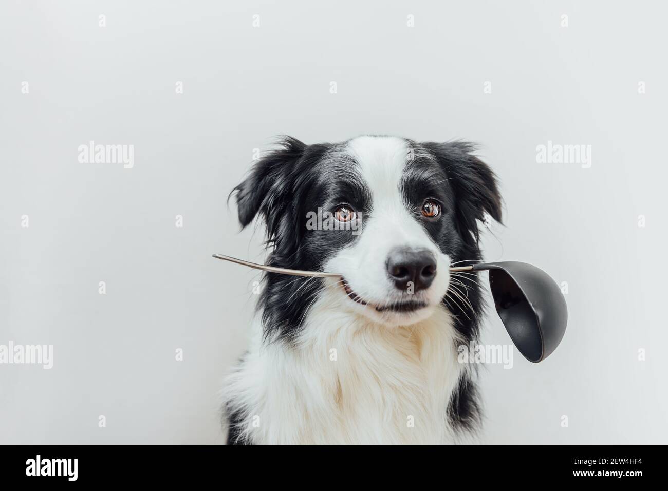 Funny portrait of cute puppy dog border collie holding kitchen spoon ...