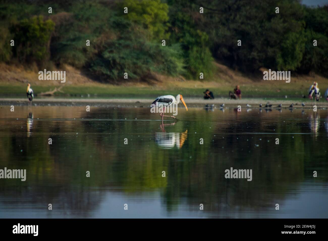Flock of Flamingos at Thol lake Stock Photo - Alamy