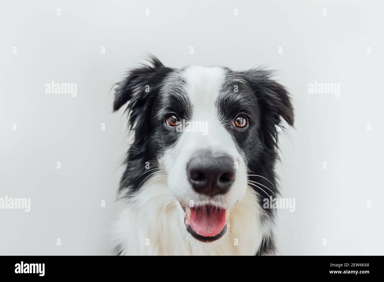 Funny studio portrait of cute smiling puppy dog border collie isolated ...