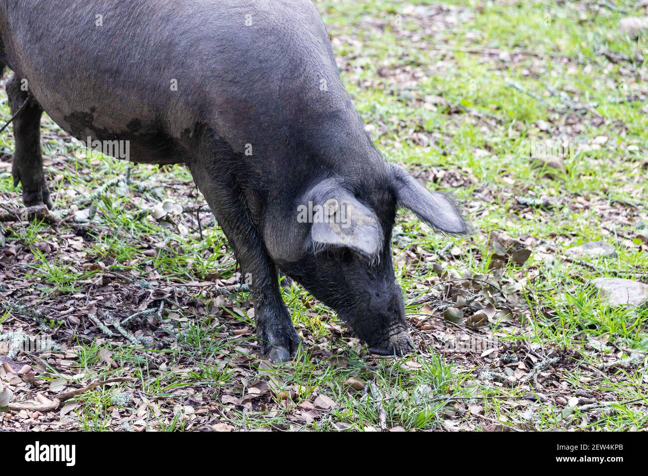 Pig grazing hi-res stock photography and images - Alamy