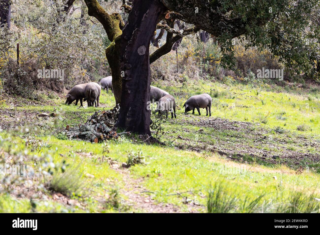 Iberian pigs grazing in Spanish countryside Stock Photo - Alamy