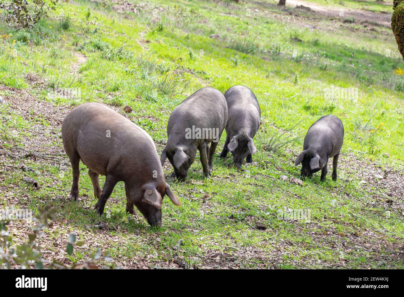 Iberian pigs grazing in Spanish countryside Stock Photo - Alamy