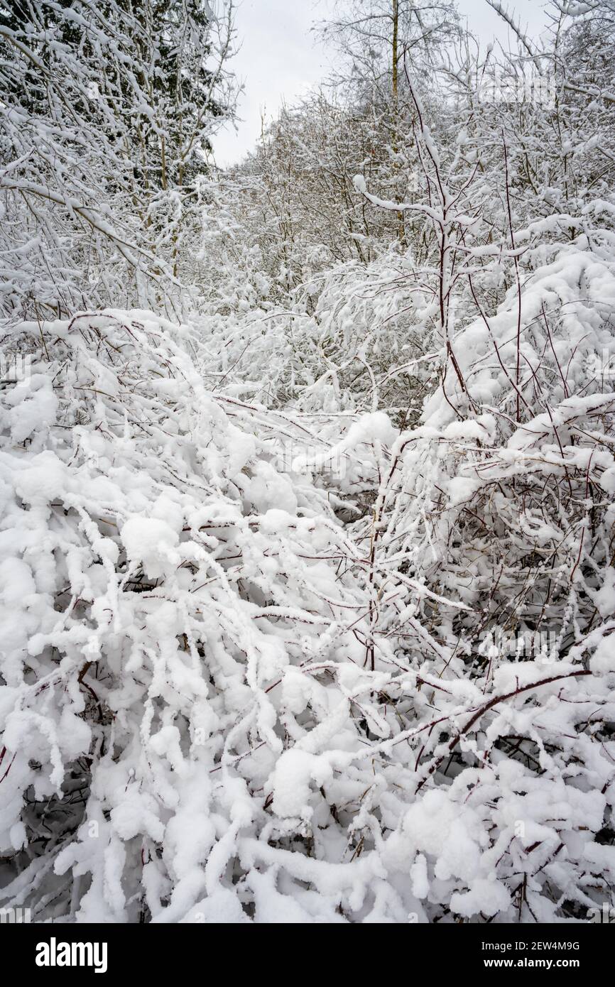 Trees covered in snow a crispy cold winter day. Picture from Scania ...