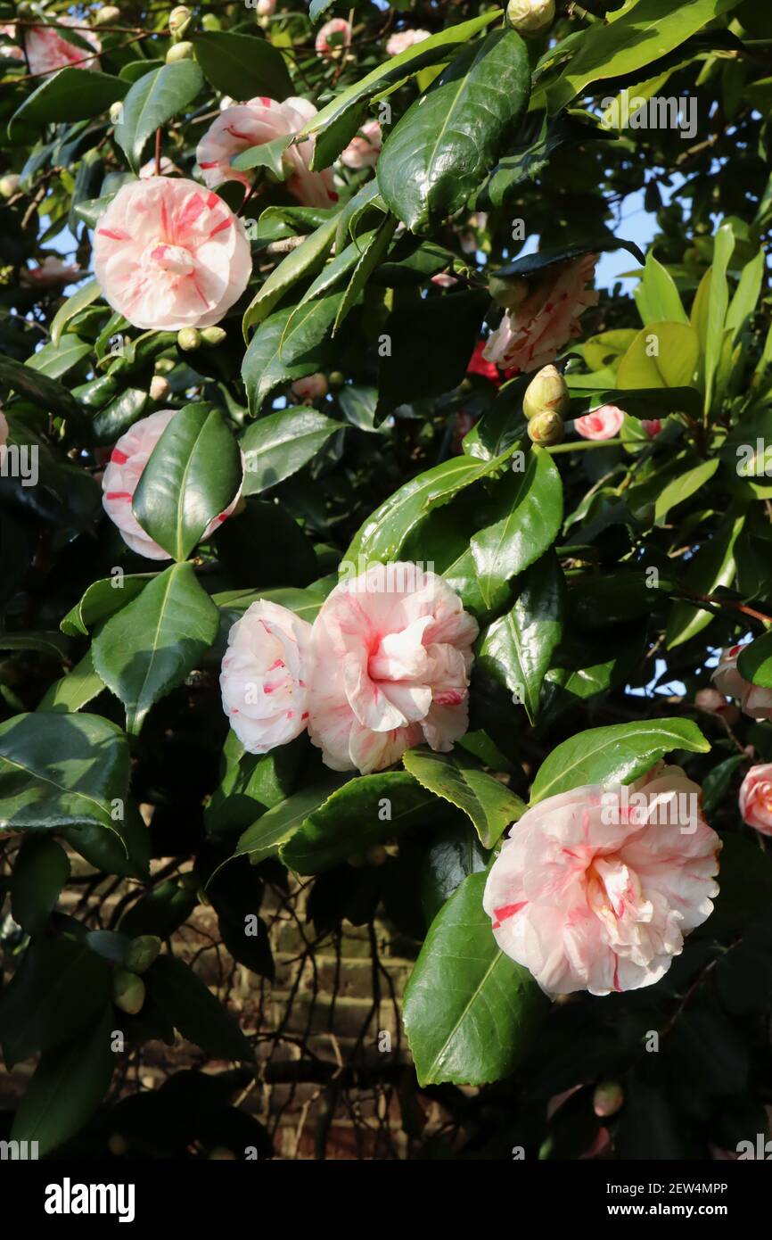 Camellia japonica ‘Lady Vansittart’ Camellia Lady Vansittart – white ...