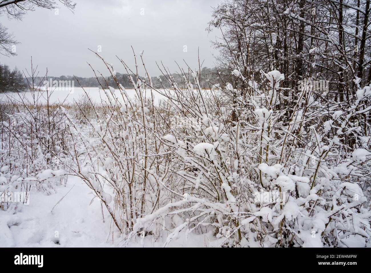 Shrubs covered in snow on a crispy cold winter day. Picture from Scania ...