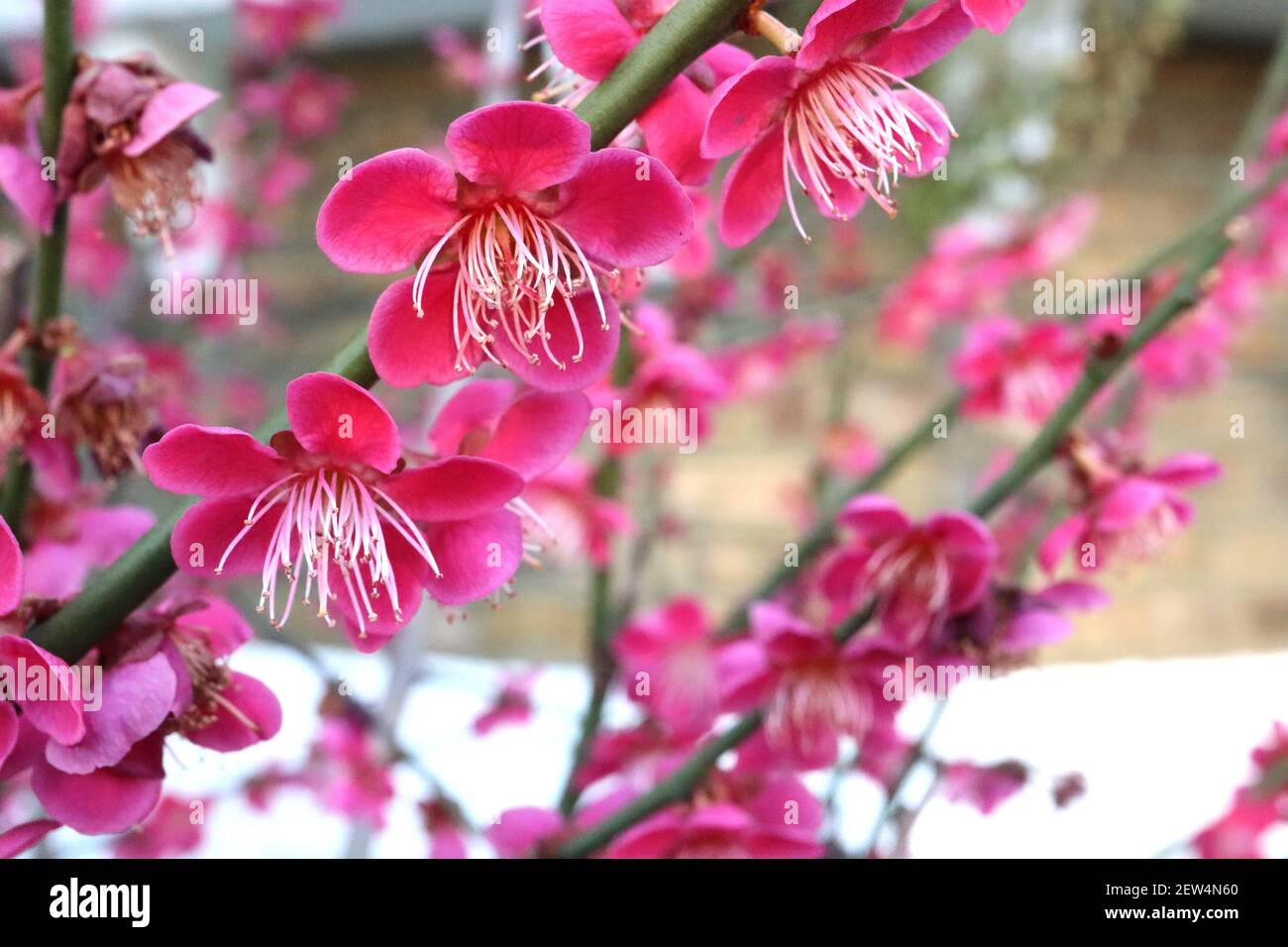 Prunus mume ‘Beni-chidori’ Japanese apricot - bowl-shaped flowers with ...