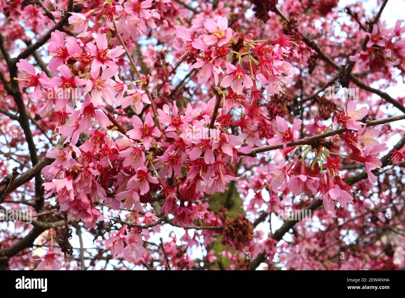 Prunus x incam Okame Cherry blossom Okame – profusion of pink cherry ...