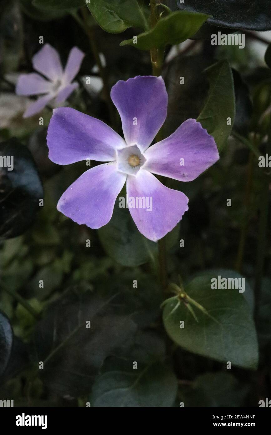 Vinca minor Lesser periwinkle – violet star-shaped flowers and green ...