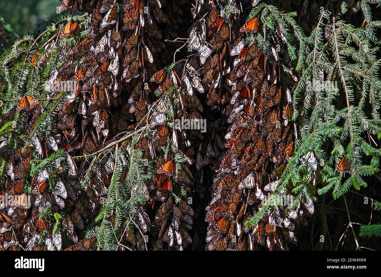 Santuario de la mariposa monarca hi-res stock photography and images ...
