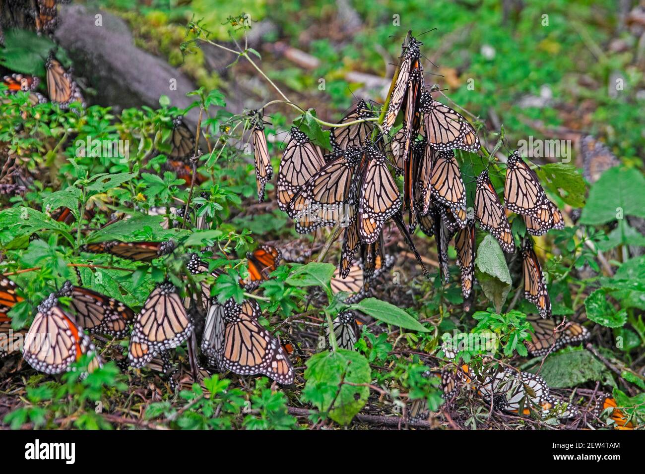 Monarch butterfly mariposa monarca danaus plexippus hi-res stock ...