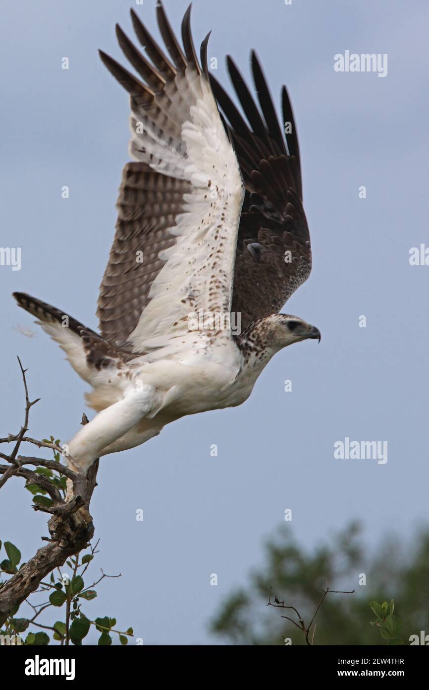 Immature martial eagle hi-res stock photography and images - Alamy