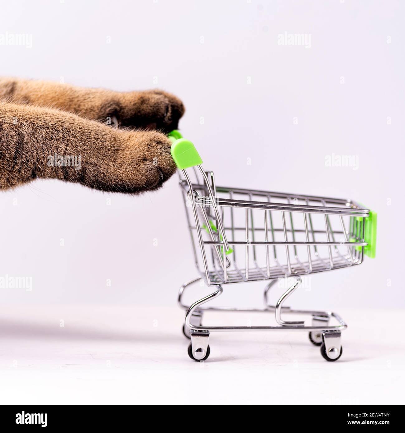 Cat paws pushing empty shopping cart on white background, shopping ...
