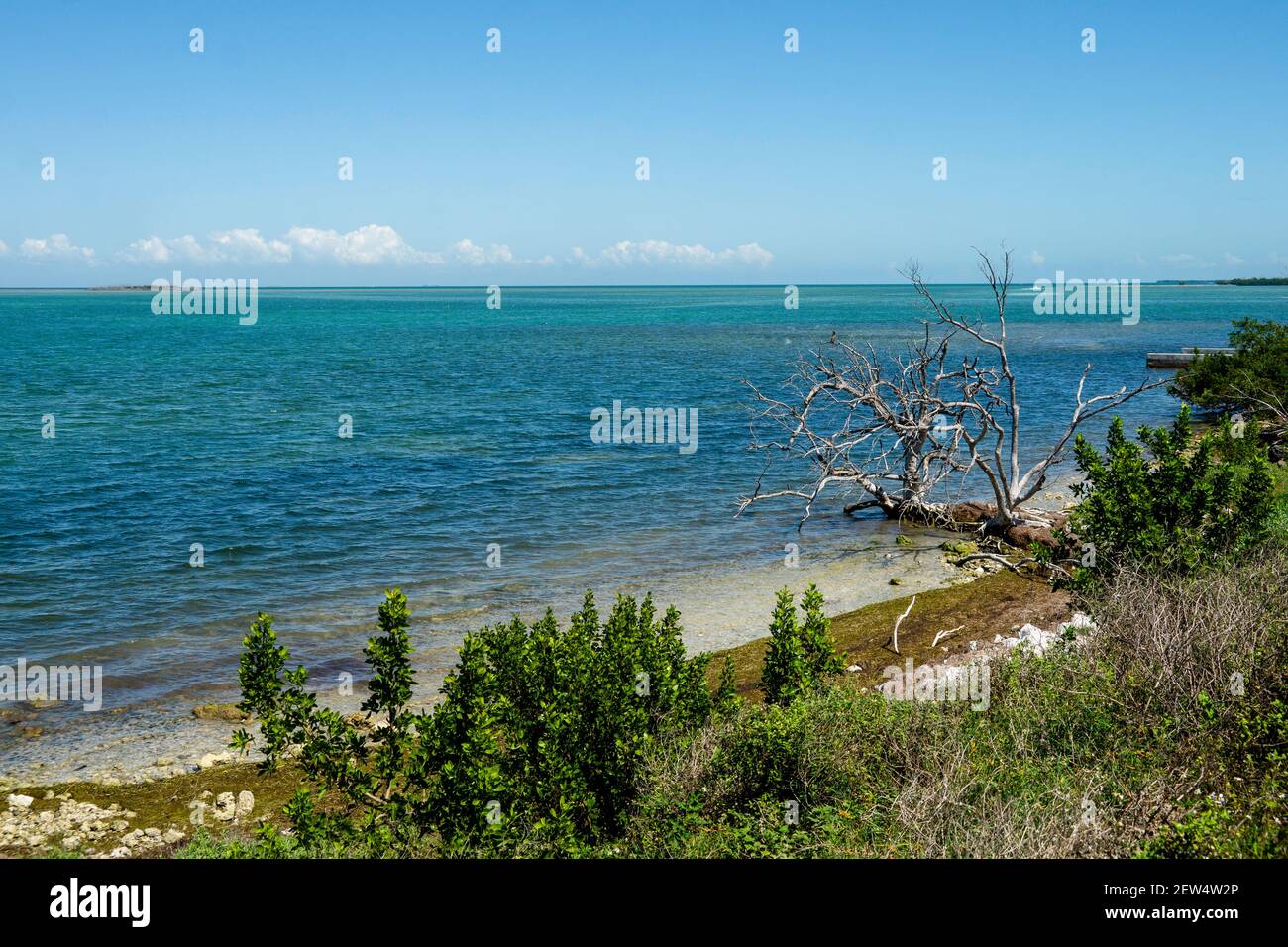 Blue Water in Florida Keys in 2021 with Lush Vegetation Stock Photo - Alamy