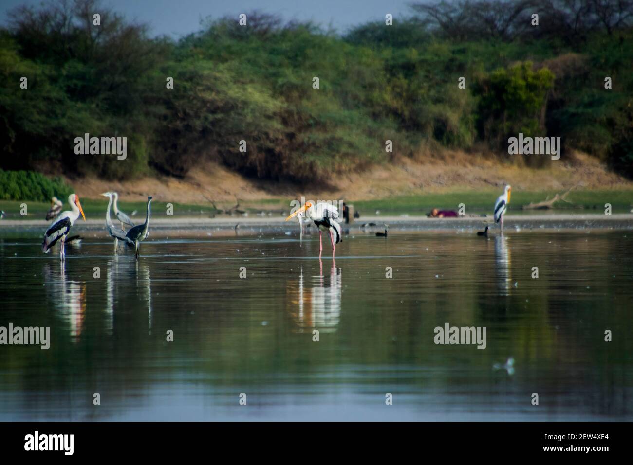 Flock of Flamingos at Thol lake Stock Photo - Alamy