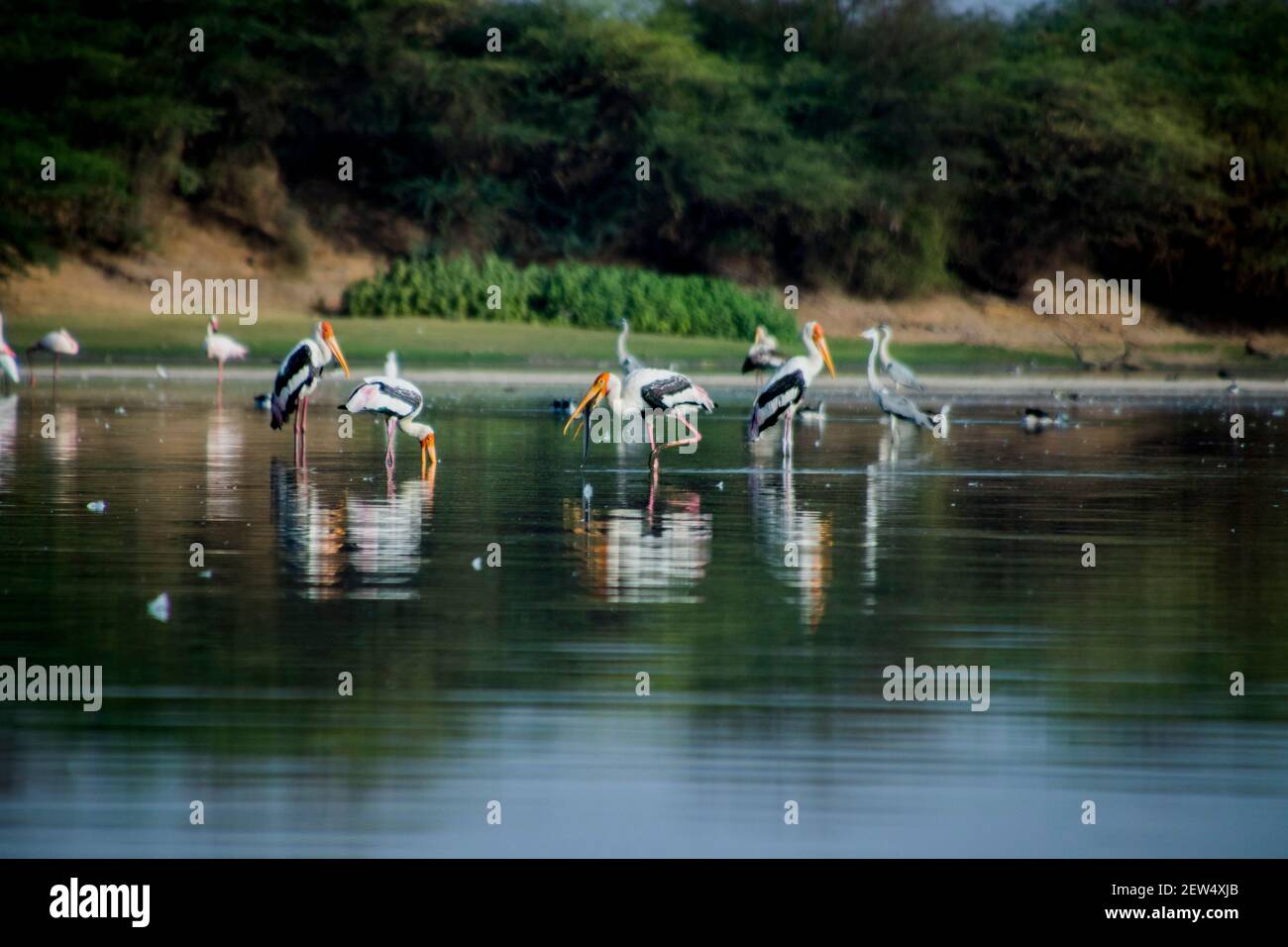 Flock of Flamingos at Thol lake Stock Photo - Alamy