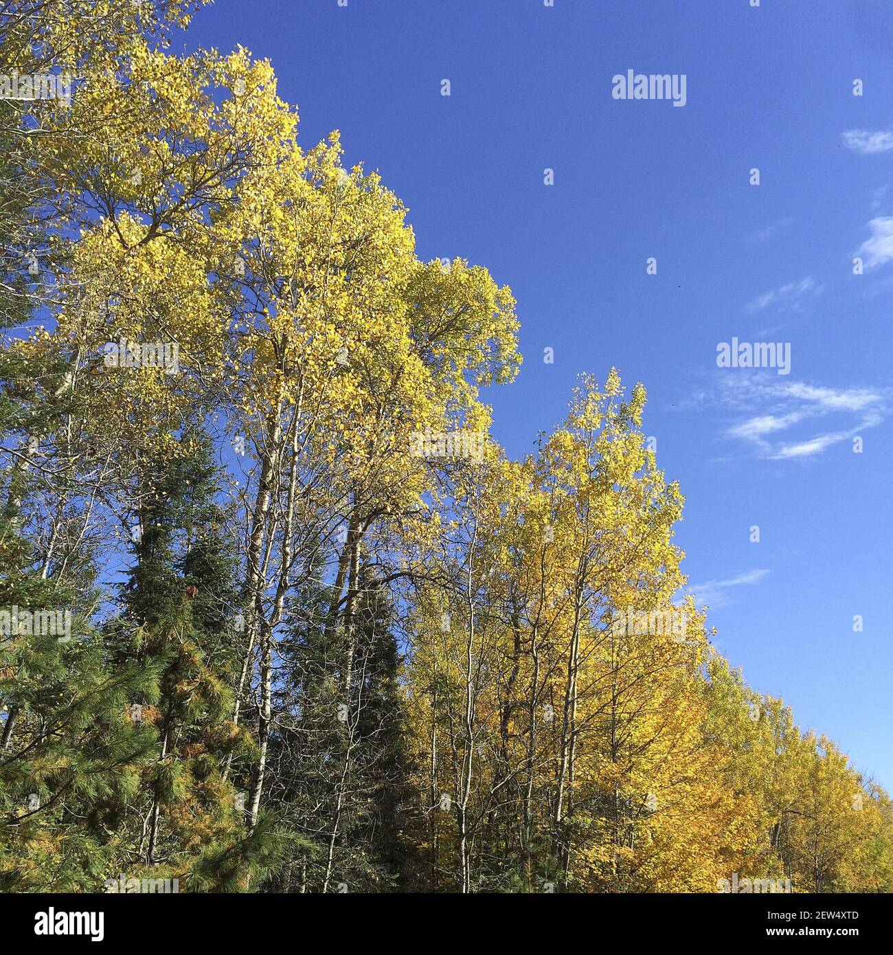 Ludlow's Island Resort, a cluster of charming cabins sprinkled across a ...