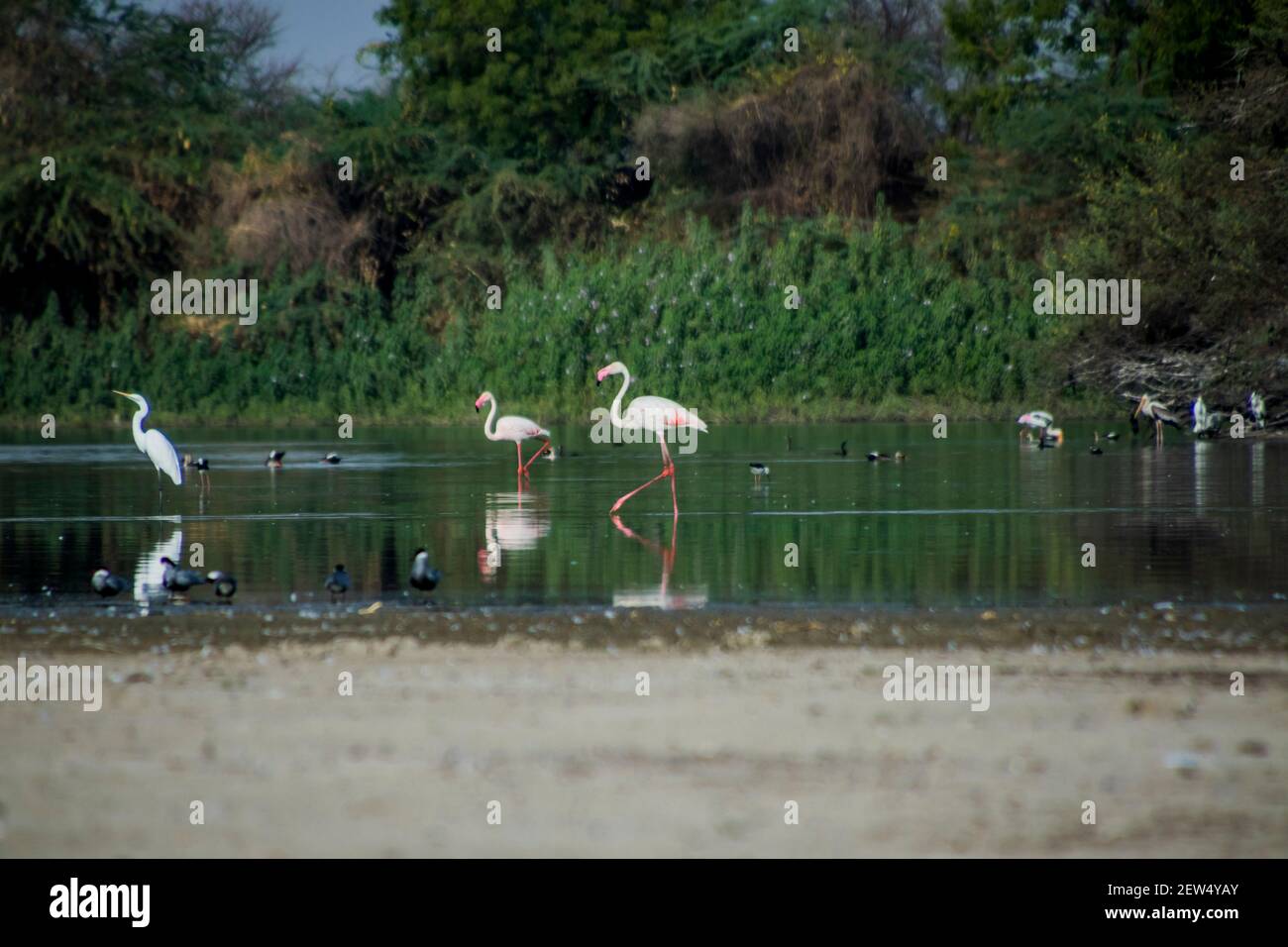 Flock of Flamingos at Thol lake Stock Photo - Alamy