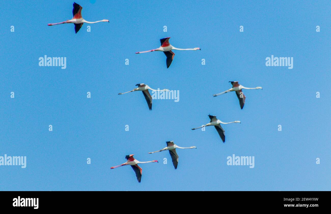Flamingos flying in formation Stock Photo - Alamy